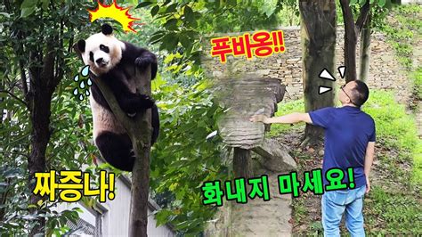세상에💥푸바오 가 갑자기 반란을 일으킨다💨💦쉬샹사육사님의 정원을 계속 부숴🧨👀 Youtube
