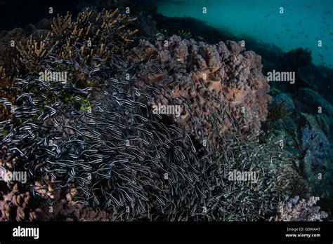 Juvenile Striped Eel Catfish Swim Over A Reef In Raja Ampat Indonesia