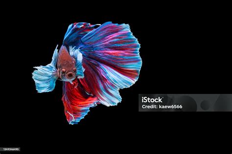 하프문 베타는 고립된 검은 색 배경에 태국에서 물고기와 싸우는 화려한 복사 공간이있는 파란색과 빨간색 샴 베타 물고기의 아름다운 움직이는 순간 공격성에 대한 스톡 사진 및