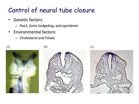 Ppt Ectoderm Fate Powerpoint Presentation Free Download Id 2433118