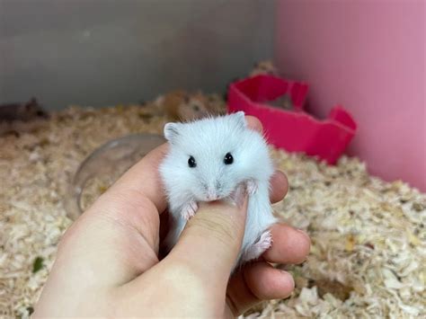 9월 마지막주 드워프햄스터 분양 네이버 블로그