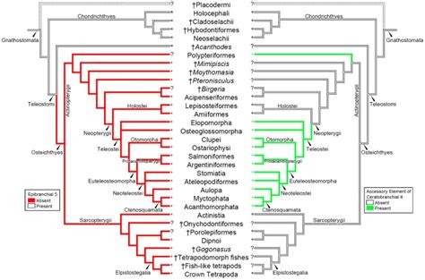 A Parsimony Ancestral Character State Reconstruction Was Made For The