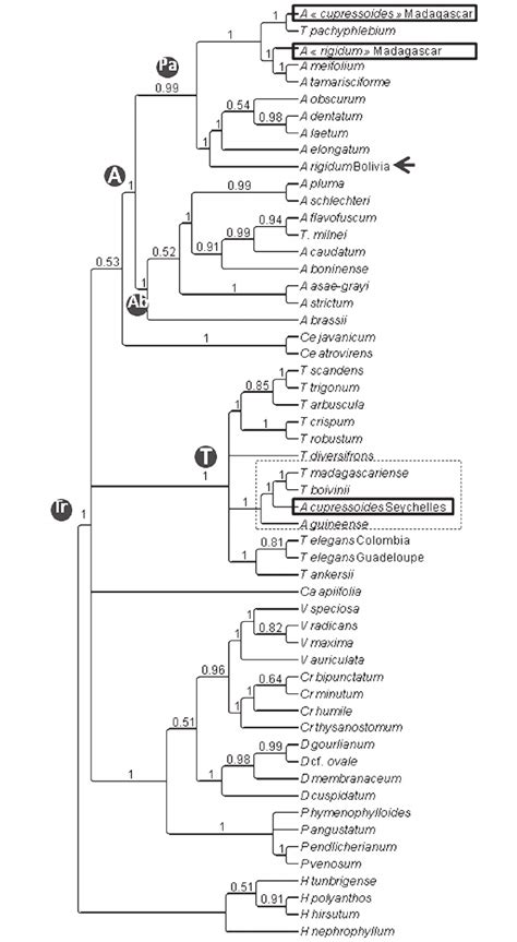Bayesian Phylogeny Inferred From Rbc L Sequences Support Values On