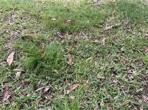 Weed Identification Please Rgardeningaustralia