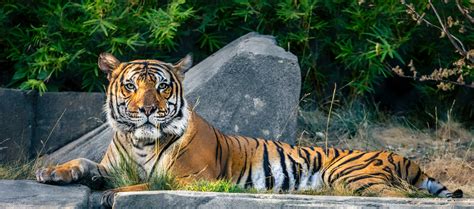 Home Fresno Chaffee Zoo