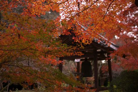 長岳寺紅葉4 GANREF