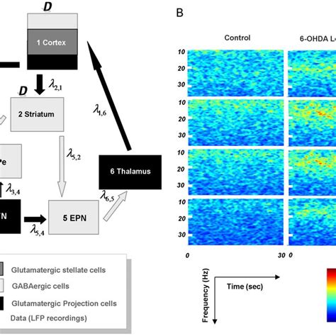 Structure Of Dynamic Causal Model And Spectral Data A The Structure
