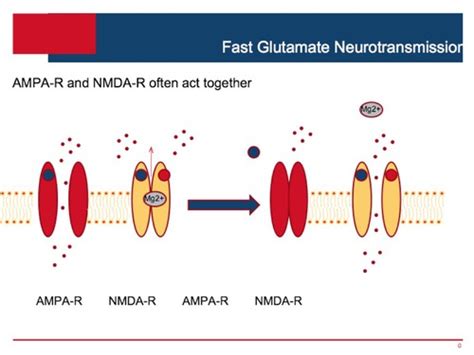 Ampa Flashcards Quizlet