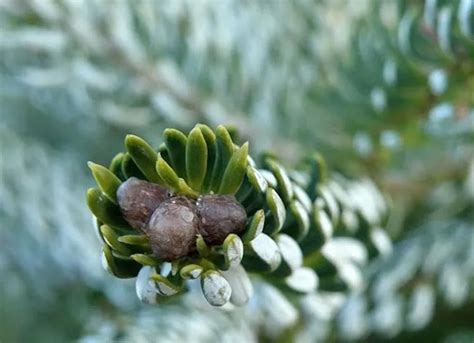 Coniferae Plant Care Growing Basics Water Light Soil Propagation Etc PlantIn