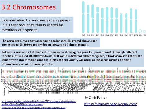 3 2 Chromosomes Essential Idea Chromosomes Carry Genes