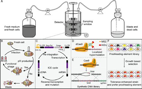 Continuous Directed Evolution Strategies Continuous Evolution Systems Download Scientific