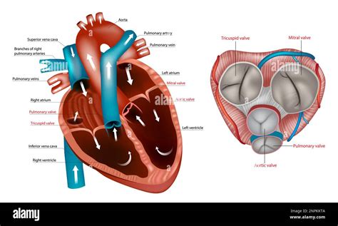 Structure Of The Heart Valves Anatomy Mitral Valve Pulmonary Valve Aortic Valve And The