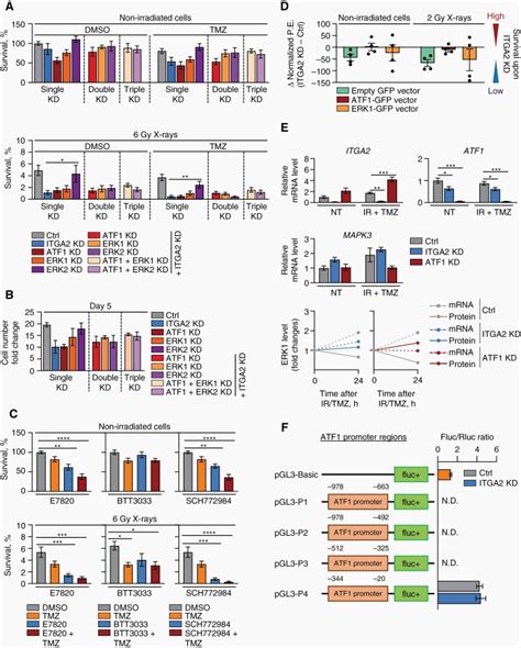 Targeting Integrin α2 As Potential Strategy For Radiochemosensitization