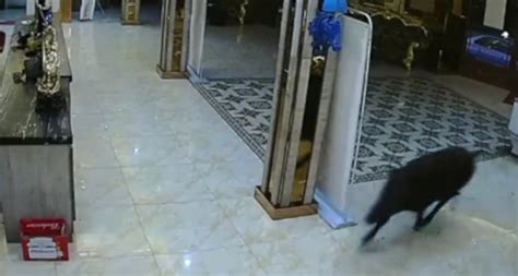 កំពុងច្រៀងខារ៉ាអូខេសុខៗ ស្រាប់តែជ្រូកព្រៃមួយក្បាលរត់ចូលក្នុងបន្ទប់ ផ្អើលអស់ភ្ញៀវនាំគ្នារត់បះជើង