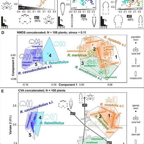 Morphological Variation Among Species A C Geometric Morphometric