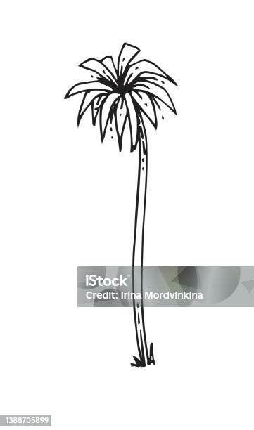 시원한 야자수 조각윤곽 스타일입니다 빠른 캐주얼 스타일 열대 식물 이국적인 식물의 손 그리기 스케치 흰색 배경에 격리 벡터 야자 나무 Arecales에 대한 스톡 벡터