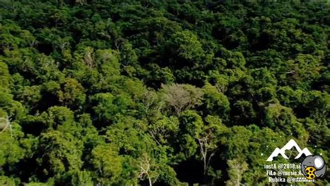 مستند اسرار آمیز آمازون ²⁰¹⁰ فیلو