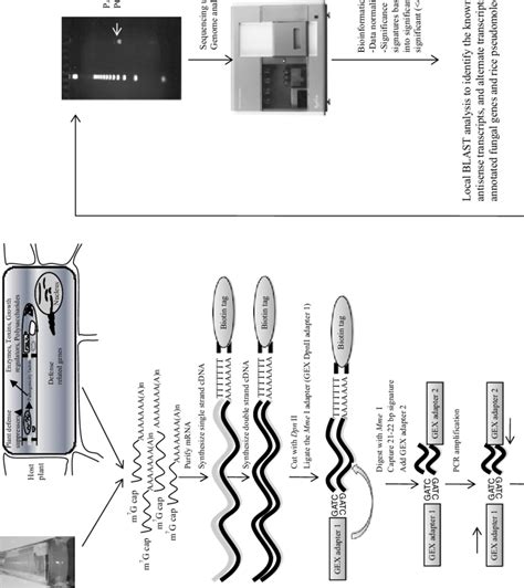 Diagrammatic Representation Of Sequencing By Synthesis Sbs Download Scientific Diagram