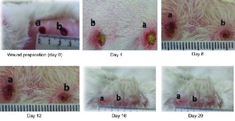 Results Of Macroscopic Examination Of The Control A And Treatment Download Scientific Diagram