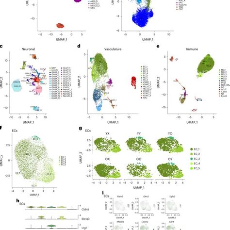 Characterization Of Cell Types And Subpopulations Ae Subpopulation