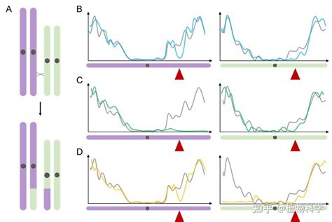 Plant Com 加拿大英属哥伦比亚大学rieseberg研究组综述大规模基因组数据推动下的植物物种形成研究进展和挑战 知乎