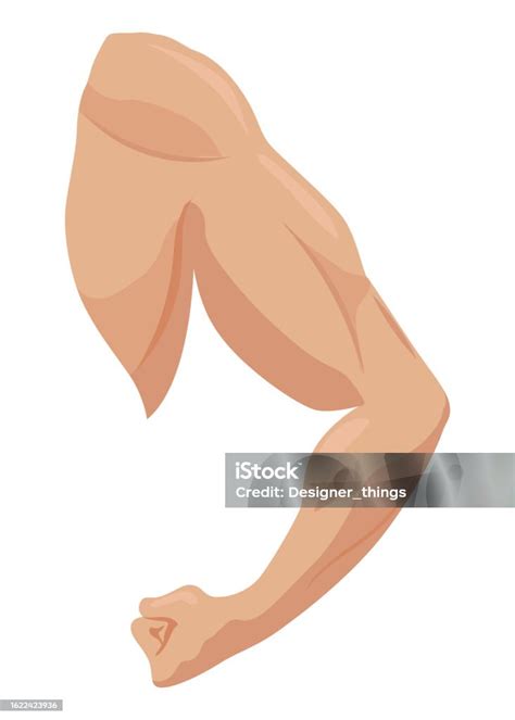 남성 팔뚝 근육 아이콘이 설정되었습니다 강한 팔뚝을 가진 스포츠맨 팔 건강한 힘의 벡터 상징입니다 긴장된 근육을 가진 운동선수 몸은 하얀 배경에 고립되어 있다 Brand