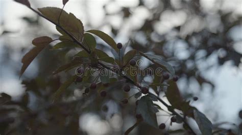 Apple Tree With Small Apples On A Branch Stock Image Image Of Fall