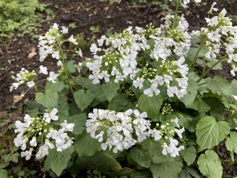 Pachyphragma Macrophyllum Seed