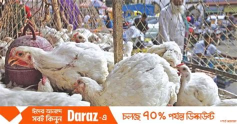দাম কমেছে ব্রয়লার মুরগির