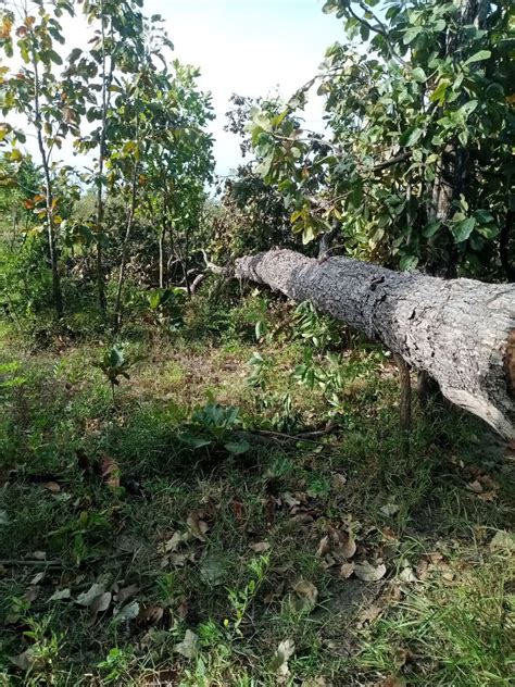 សហគមន៍ ព្រៃ ឈើ ជនជាតិ ដើម ភាគតិច ពូនង នៅ ក្រចេះ កំពុង រង ការ ទន្ទា្រន យក ដី និង កាប់ ឈើ ដោយ ខុស