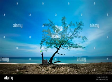Tree At The Beach Stock Photo Alamy