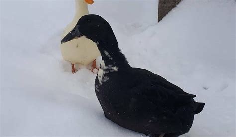 Teaching And Learning In The 21st Century Classroom Hatch