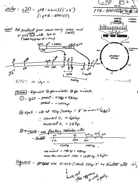 Addgene Pfastbac1 Flag Baf155 B
