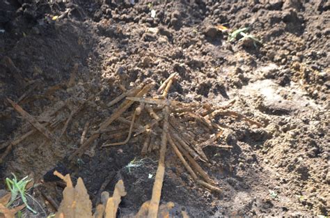 ზესტაფონში ძველი საბრძოლო იარაღები აღმოაჩინეს Netgazeti • არქეოლოგია • ზესტაფონი • Netgazeti Ge