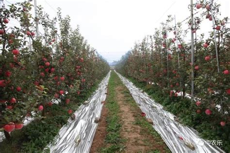 苹果树树形图片 苹果树树形 大山谷图库