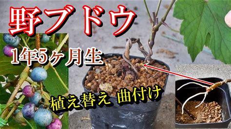 【道端採り ノブドウ】野ブドウ1年5ヶ月生 水挿しで発根 鉢上げ後、植え替え 曲付け Youtube
