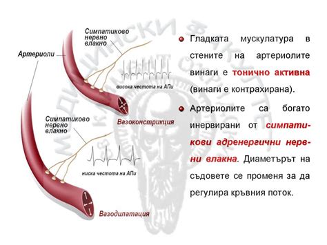 Сърдечно съдова система ССС Кръвообращение Артериално кръвно