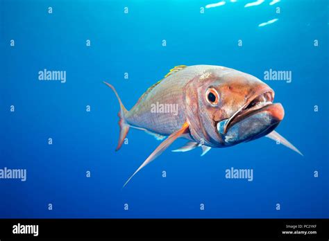 The Deepwater Longtail Red Snapper Etelis Coruscans Is Also Called