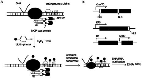 Method For Identifying Specific Site Interaction RNA Based On CRISPR Cas9 And APEX2 System
