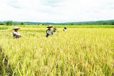 ထီးလင်းမြို့ အမှတ် ၁ ရပ်မကွင်း တွင် နွေစပါးများ ရိတ်သိမ်း Information And Public Relations