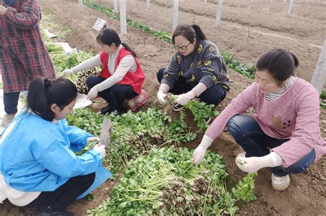 蔬菜喜丰收 菜农笑开颜！萧县包菜种植
