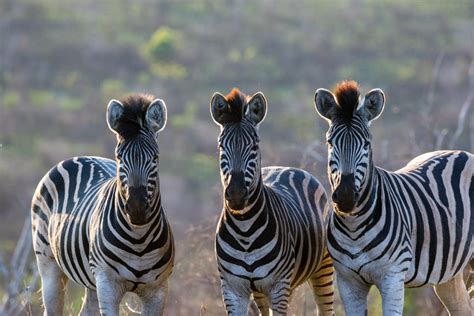 South African Safari Experience Guide For First Time Visitors