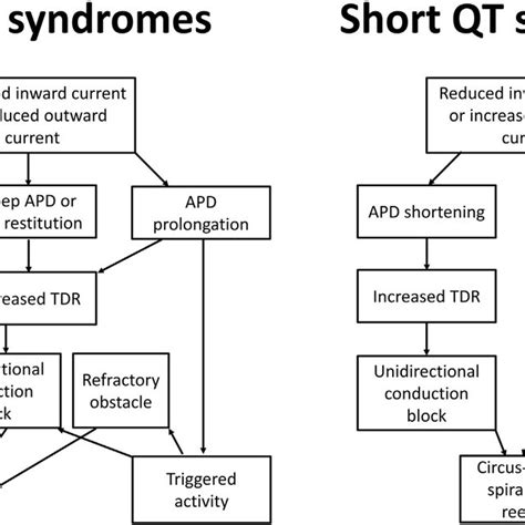 Arrhythmogenic Mechanisms In Long And Short QT Syndromes Prolongation Download Scientific