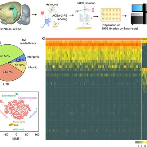 Schematic Summary Of Astrocyte Subtype Positions In Adult Mouse Download Scientific Diagram