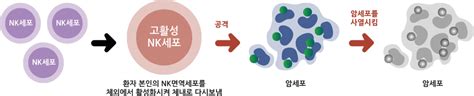 두카셀뱅크 면역세포