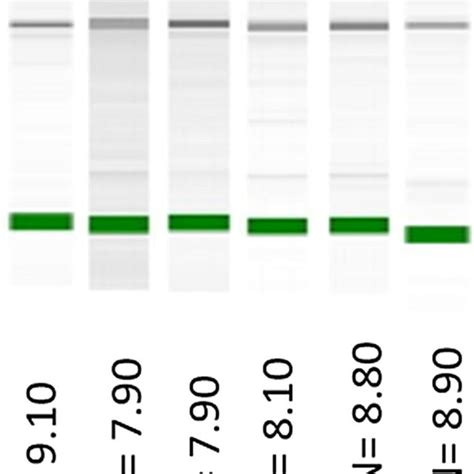 Electropherogram Of The Rna Isolated From The Most Challenging Seed