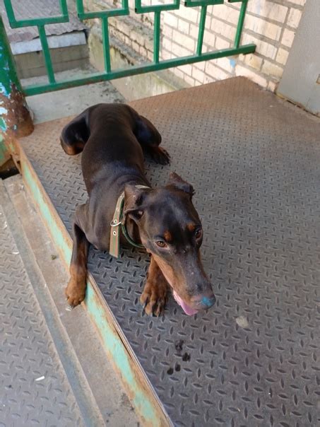 Чья собака бегает целый день в 5 Мик Хозяева отзовитесь Объявления Тихвин ВКонтакте