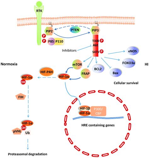 Pi3kakt Signaling Pathway In Hi Dotted Arrows Represent The Response