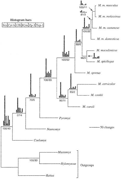 The Single Most Parsimonious Tree From An Analysis Of The Combined Download Scientific Diagram