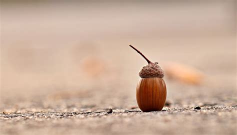 너트 도토리 참나무 Pixabay의 무료 사진